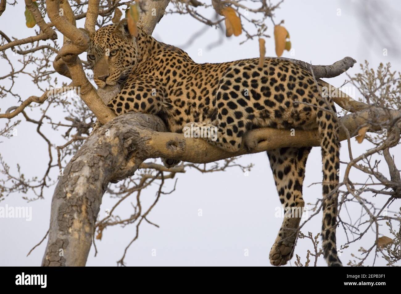 Leopard hanging tree hi-res stock photography and images - Alamy