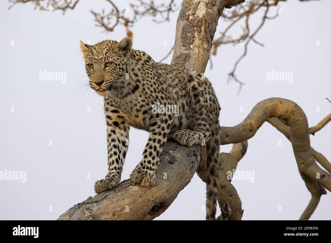 Leopard climbing on a tree High Resolution Stock Photography and Images ...