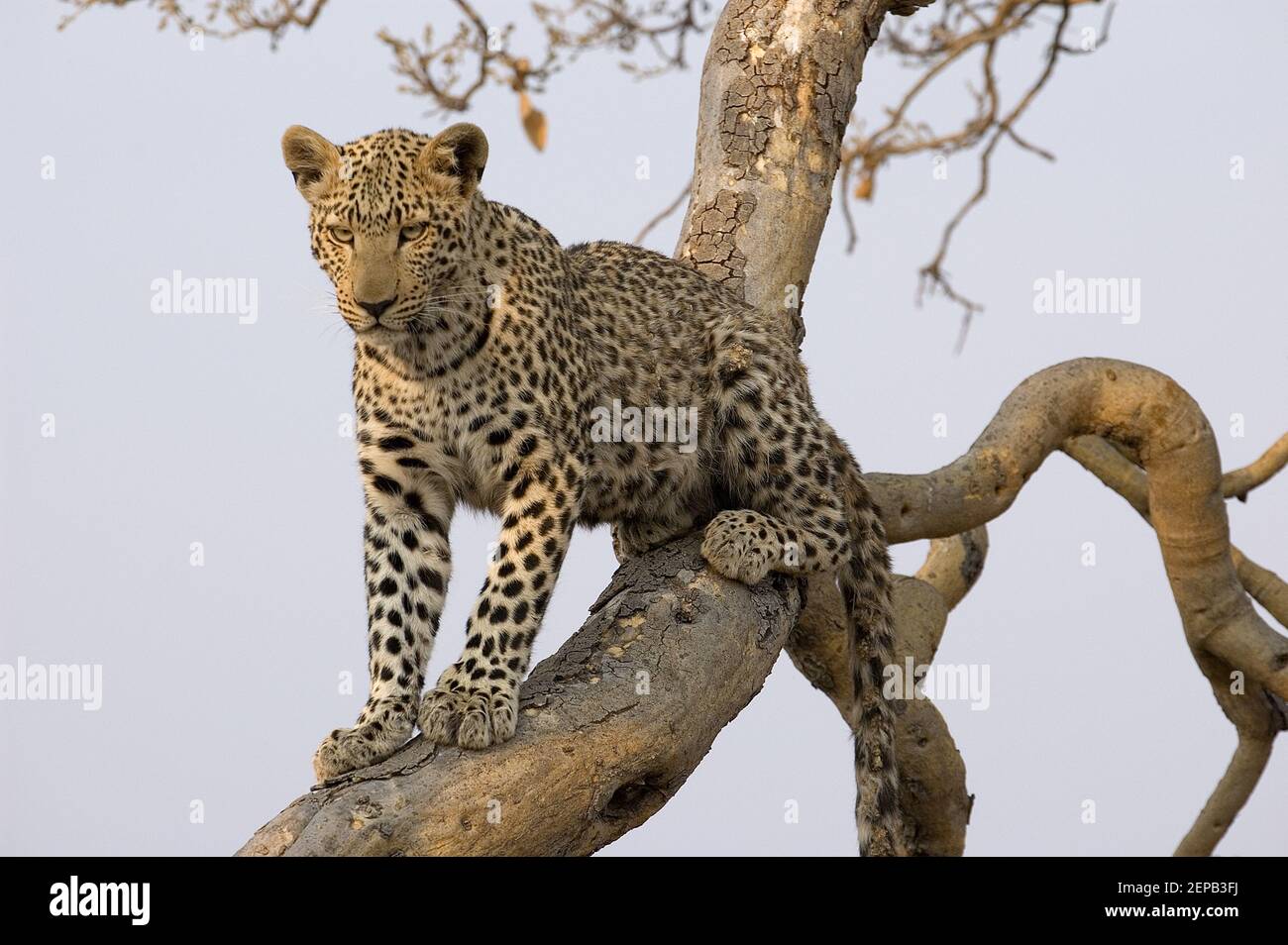 Leopard posing on a branch of a tree 3 Stock Photo - Alamy