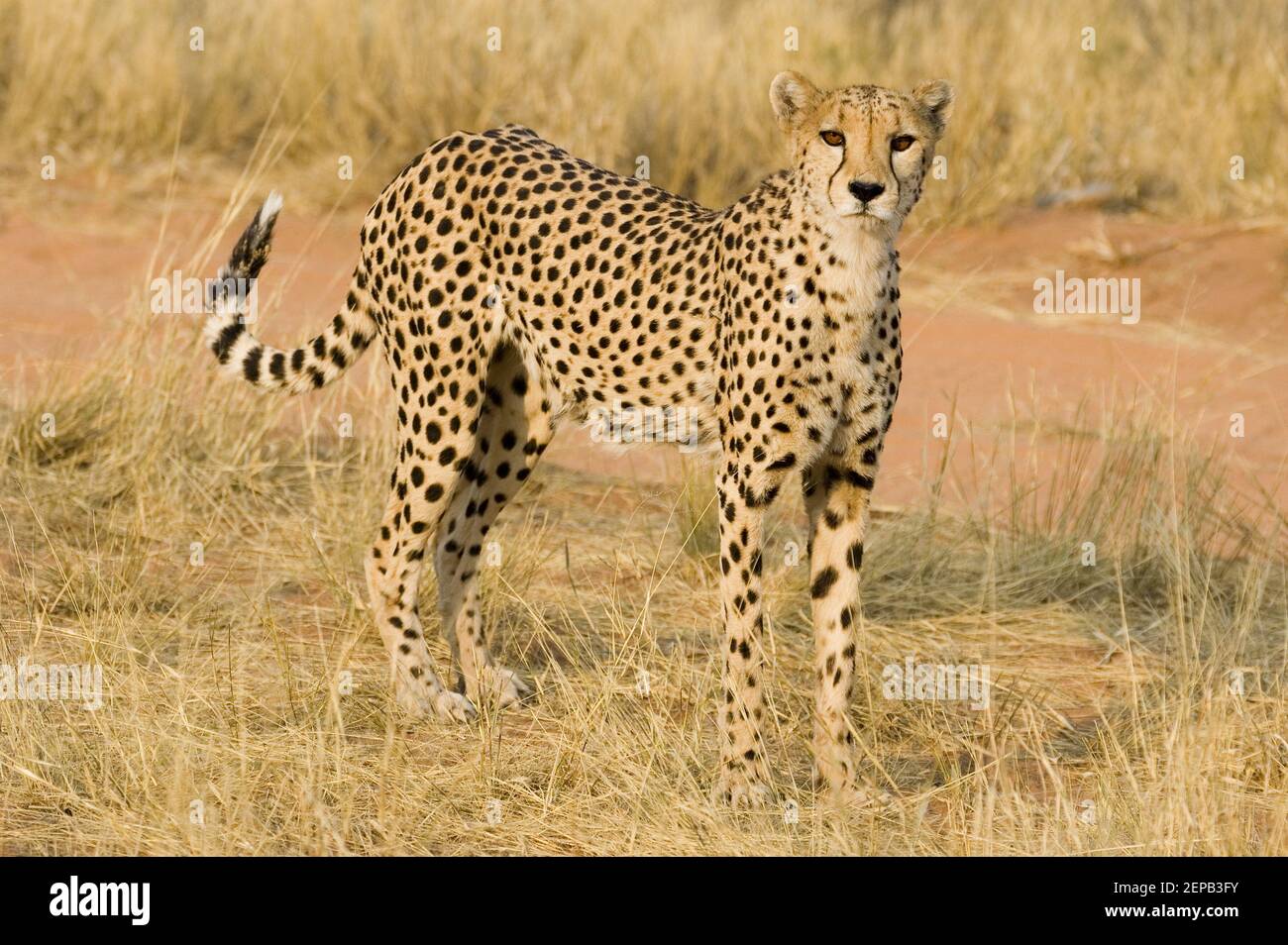 Athletic animals hi-res stock photography and images - Alamy
