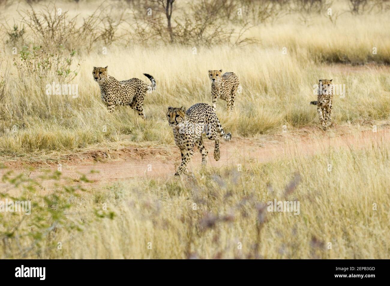 Cheetahs running hi-res stock photography and images - Alamy