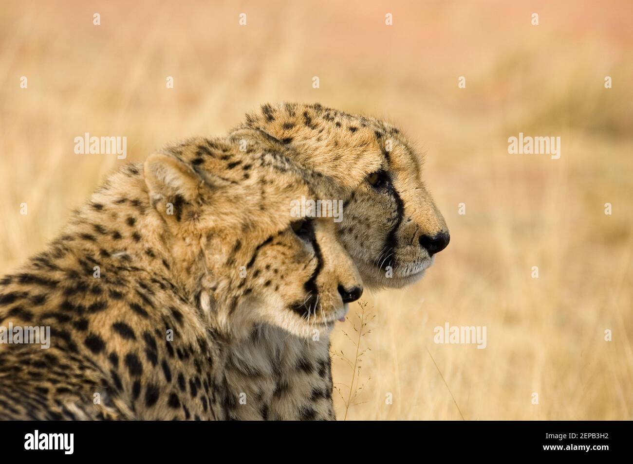 Cheetahs In Love