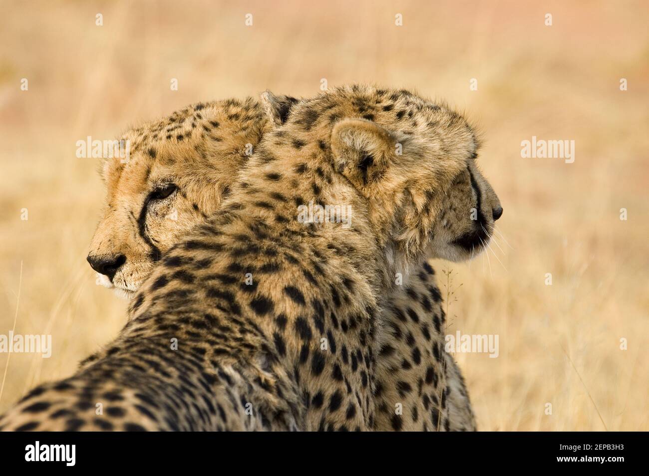 Cheetahs love hi-res stock photography and images - Alamy
