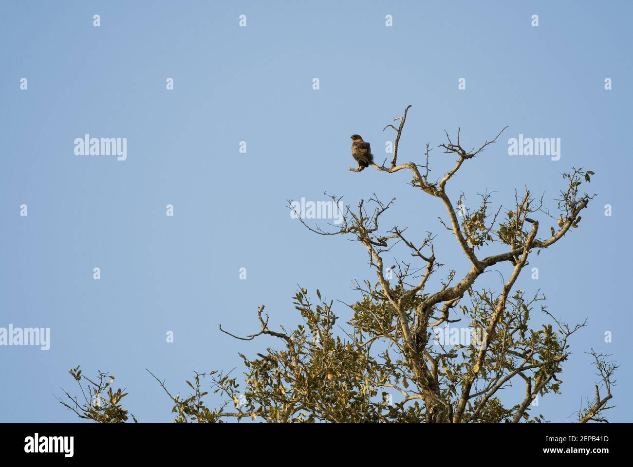 Lesser spotted eagles hi-res stock photography and images - Alamy