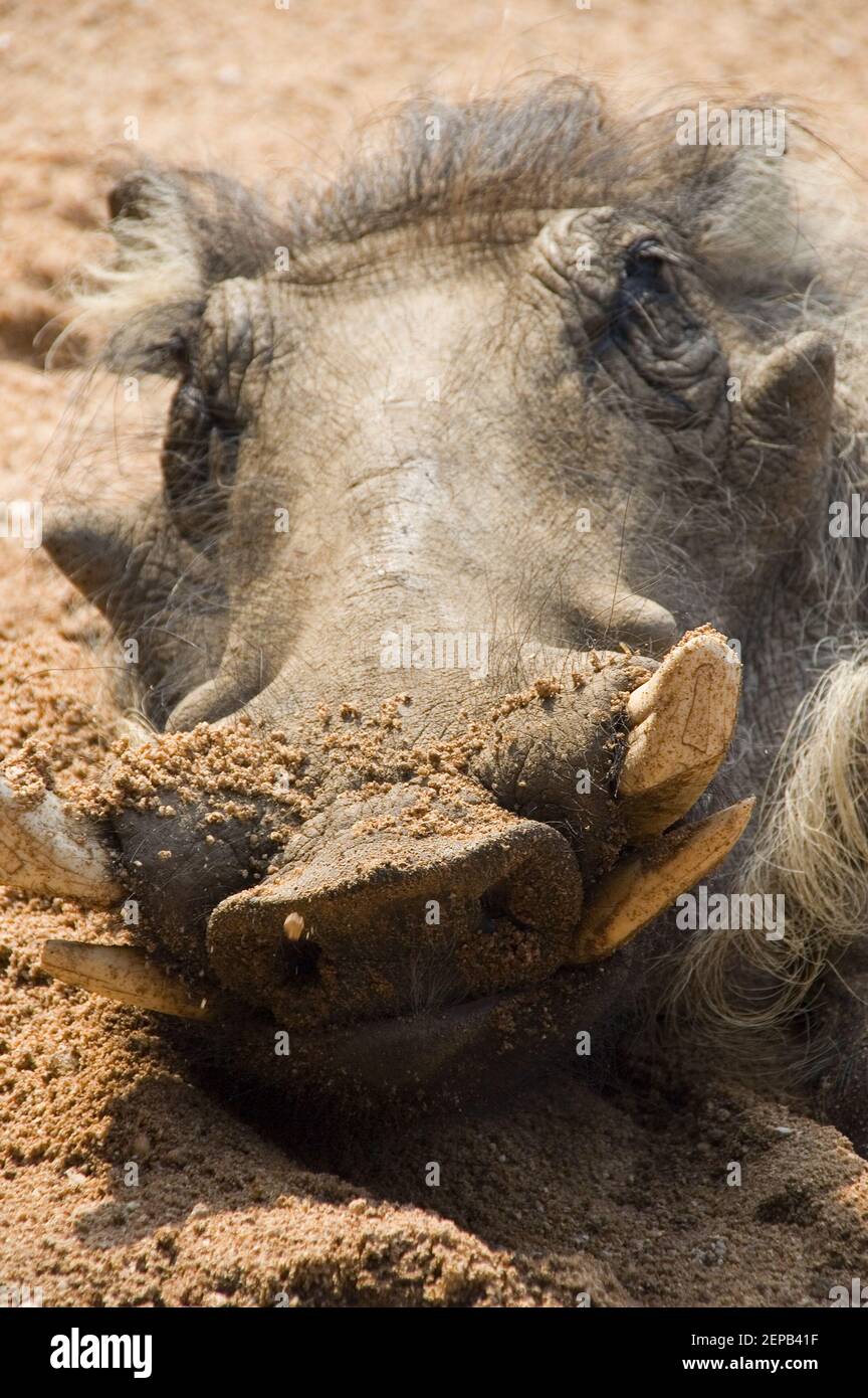Warthog and piglet hi-res stock photography and images - Alamy