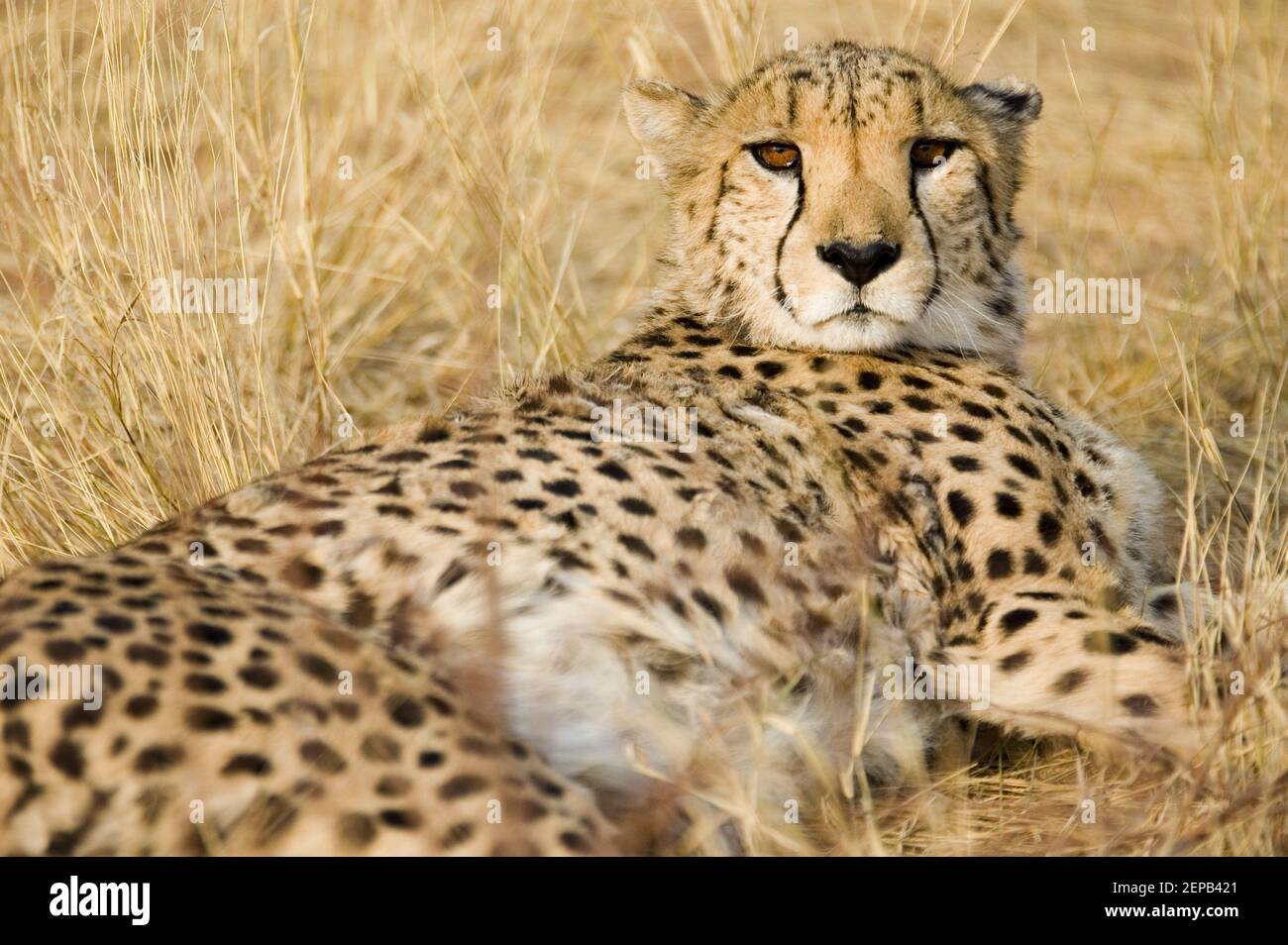 Cheetah laying in the grass Stock Photo - Alamy