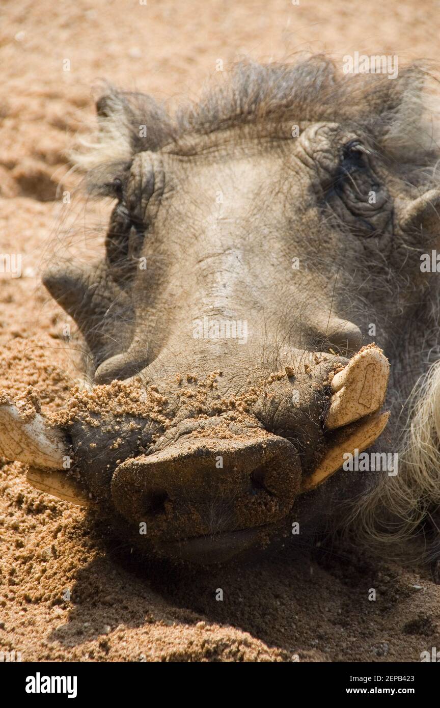Warthog portrait 2 Stock Photo - Alamy