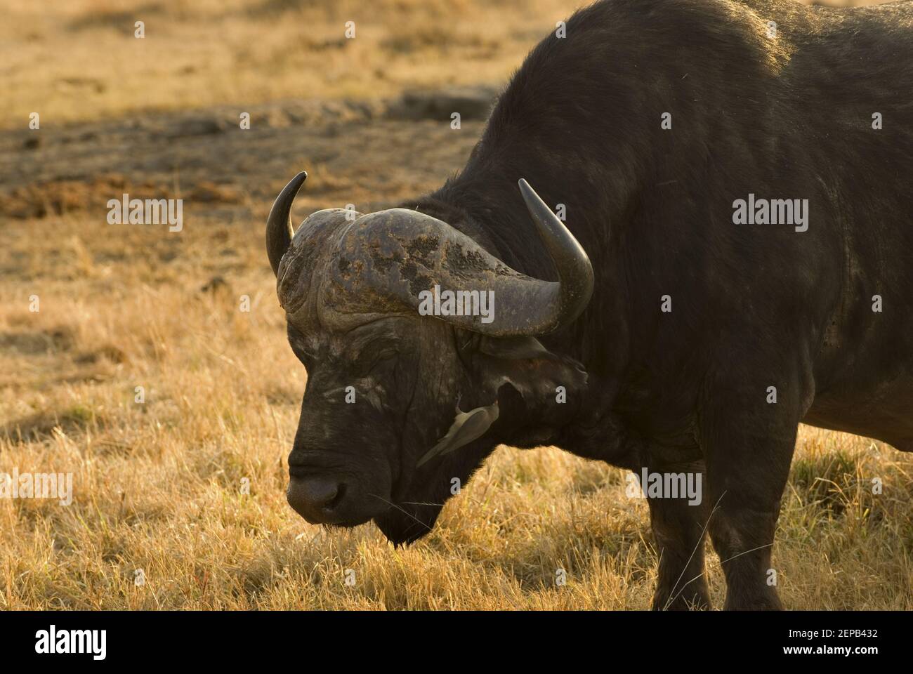 Dark buffalo hi-res stock photography and images - Alamy