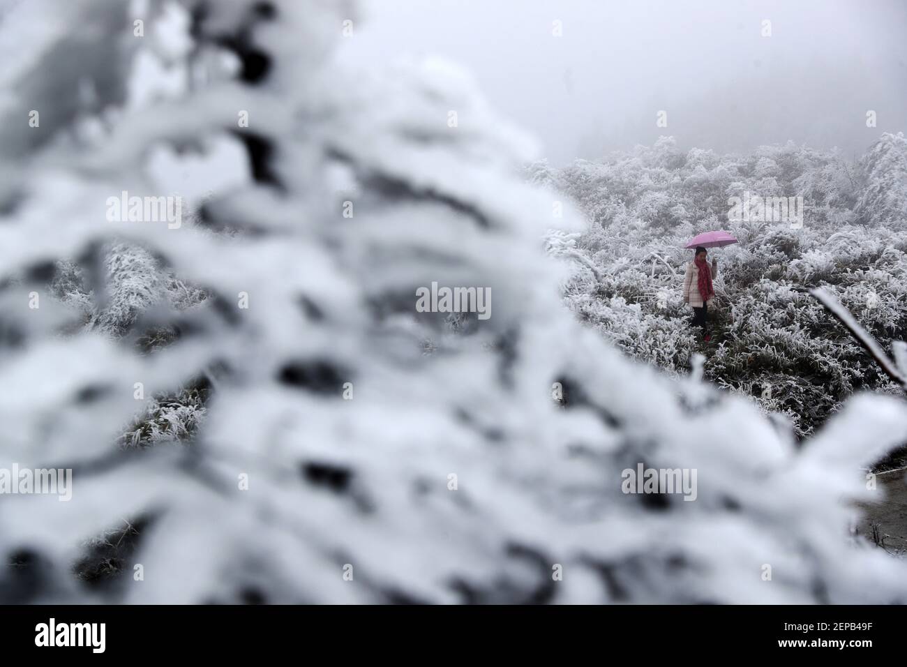 Chongqing,CHINA-On November 26, 2019, under the influence of the cold ...