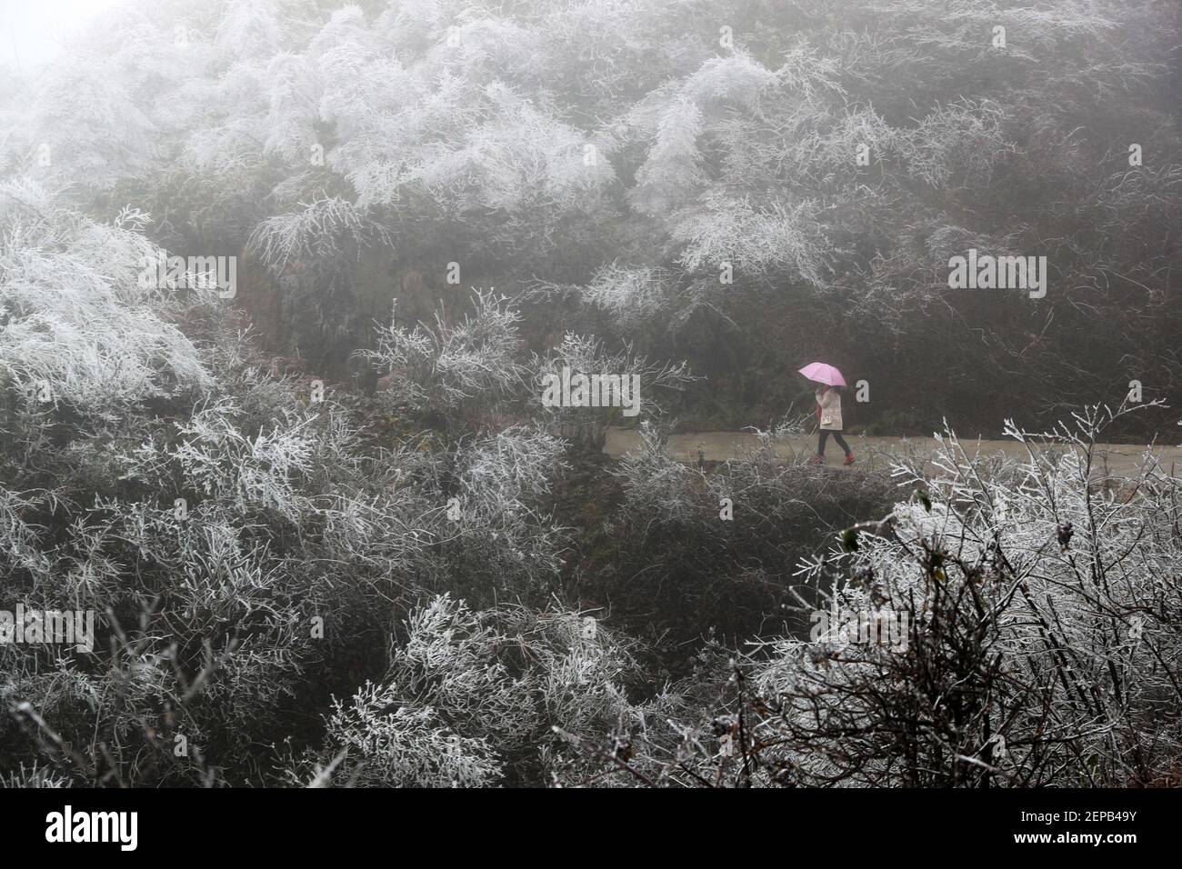 Chongqing,CHINA-On November 26, 2019, under the influence of the cold ...
