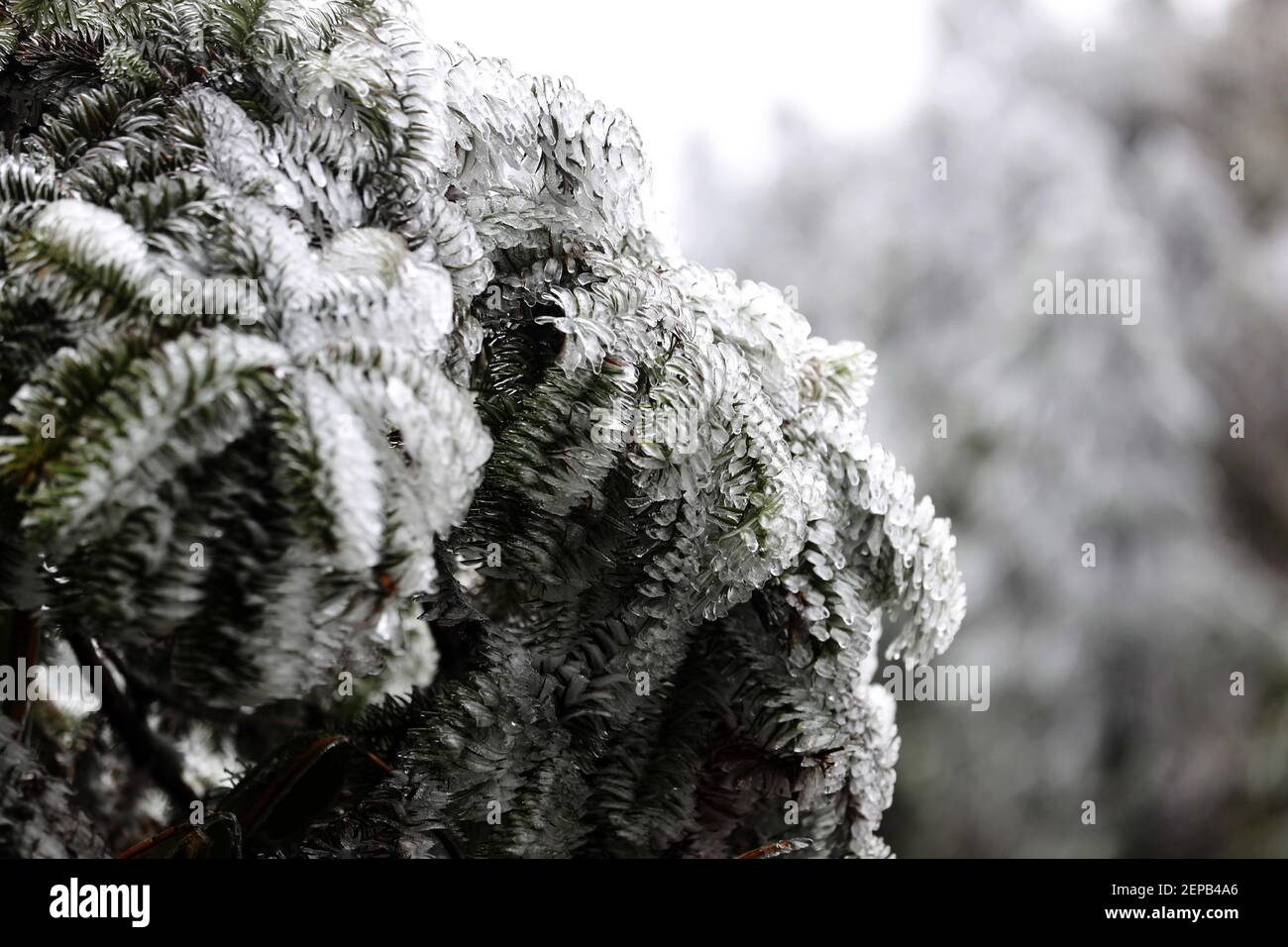Chongqing,CHINA-On November 26, 2019, under the influence of the cold ...
