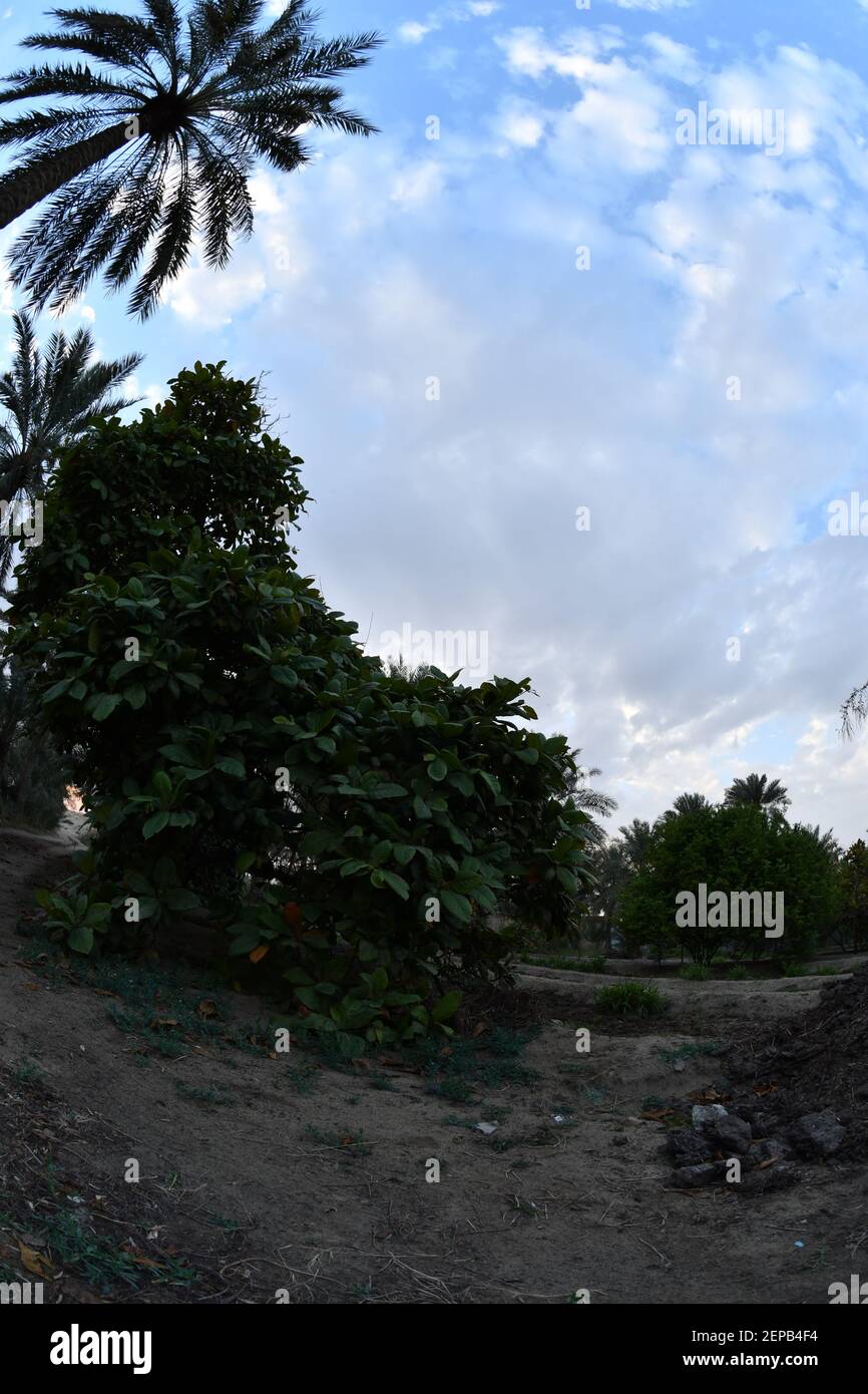 Date palm , tree of the palm family cultivated for its sweet edible ...