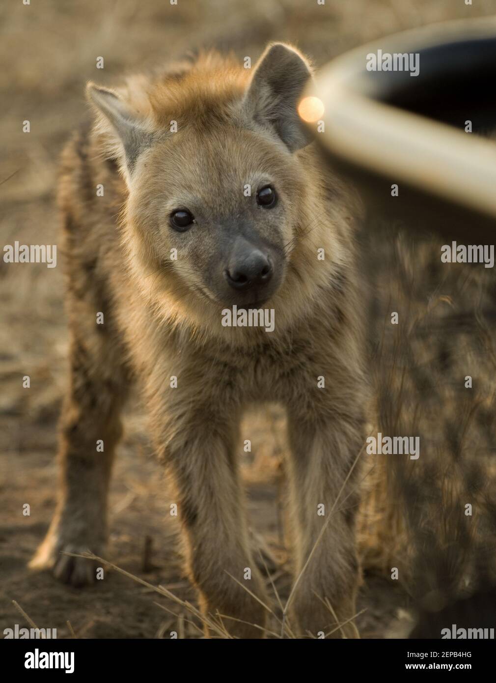 Hyena eating meat hi-res stock photography and images - Alamy