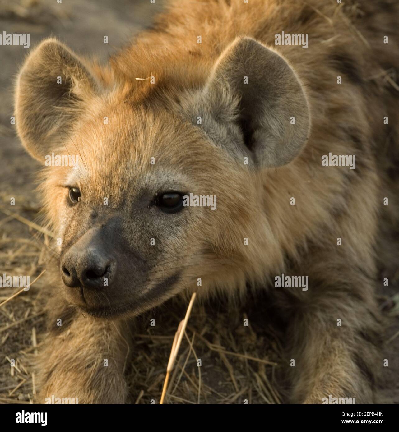 Lone hyena hi-res stock photography and images - Alamy