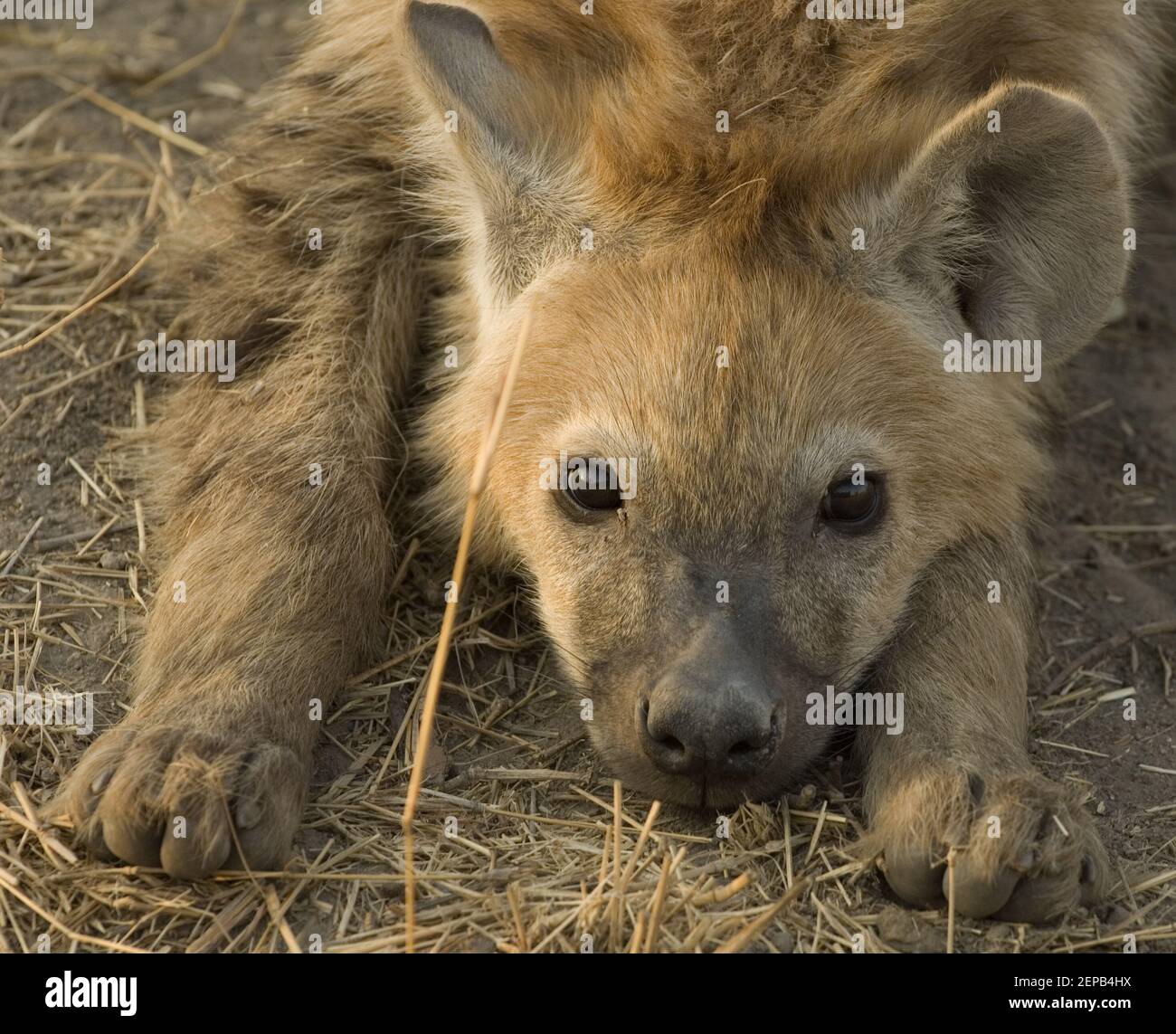 Hyena eating meat hi-res stock photography and images - Alamy