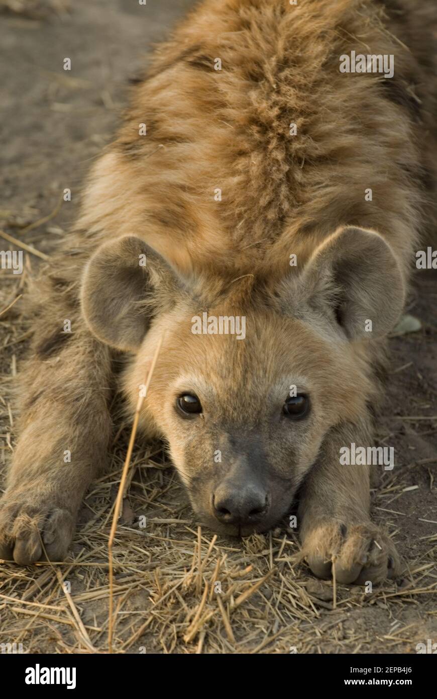 Lone hyena hi-res stock photography and images - Alamy