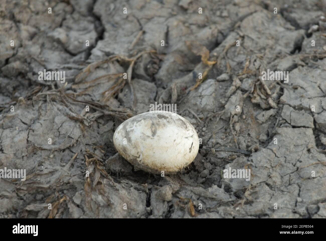 Dead bird egg hi-res stock photography and images - Alamy