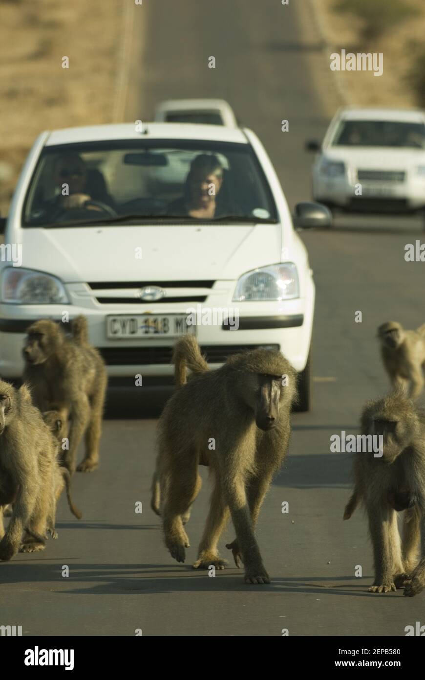 Primates Car High Resolution Stock Photography and Images - Alamy