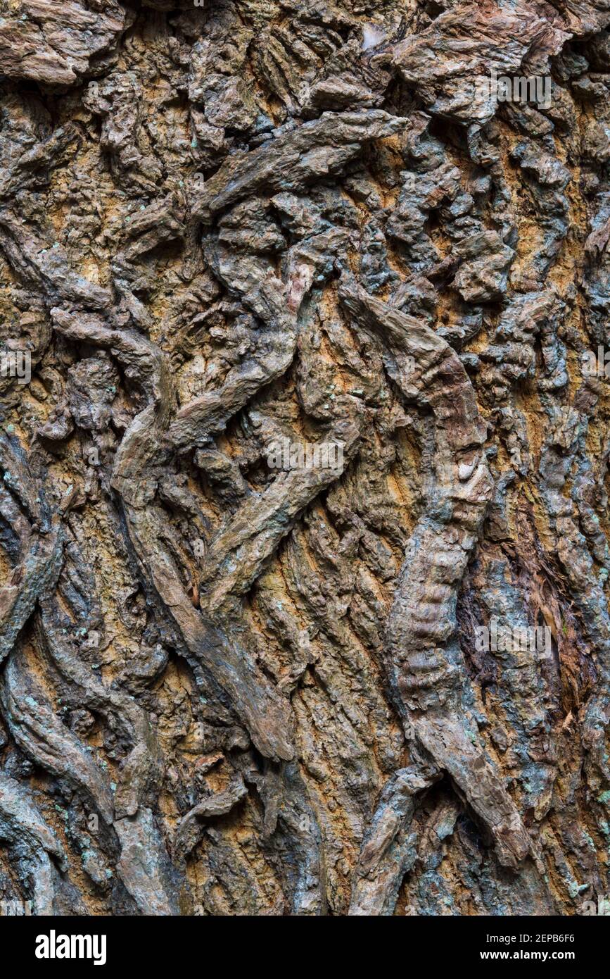 Alter Baum, Rinde, Baumrinde, Urwald, Eiche, (Quercus robur Stock Photo ...