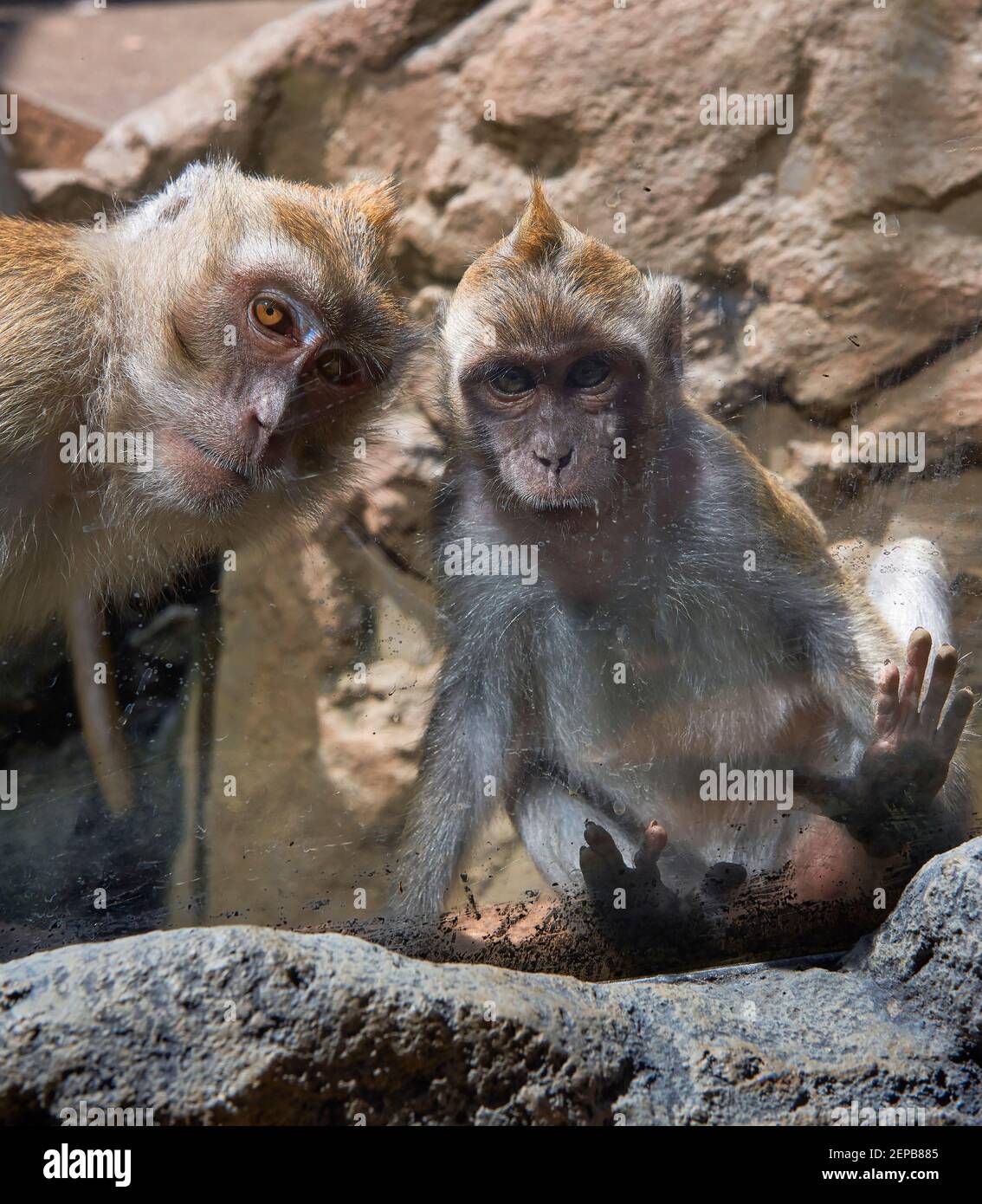 An adult and a Juvenile Macaque Monkey stare out of a Glass fronted ...