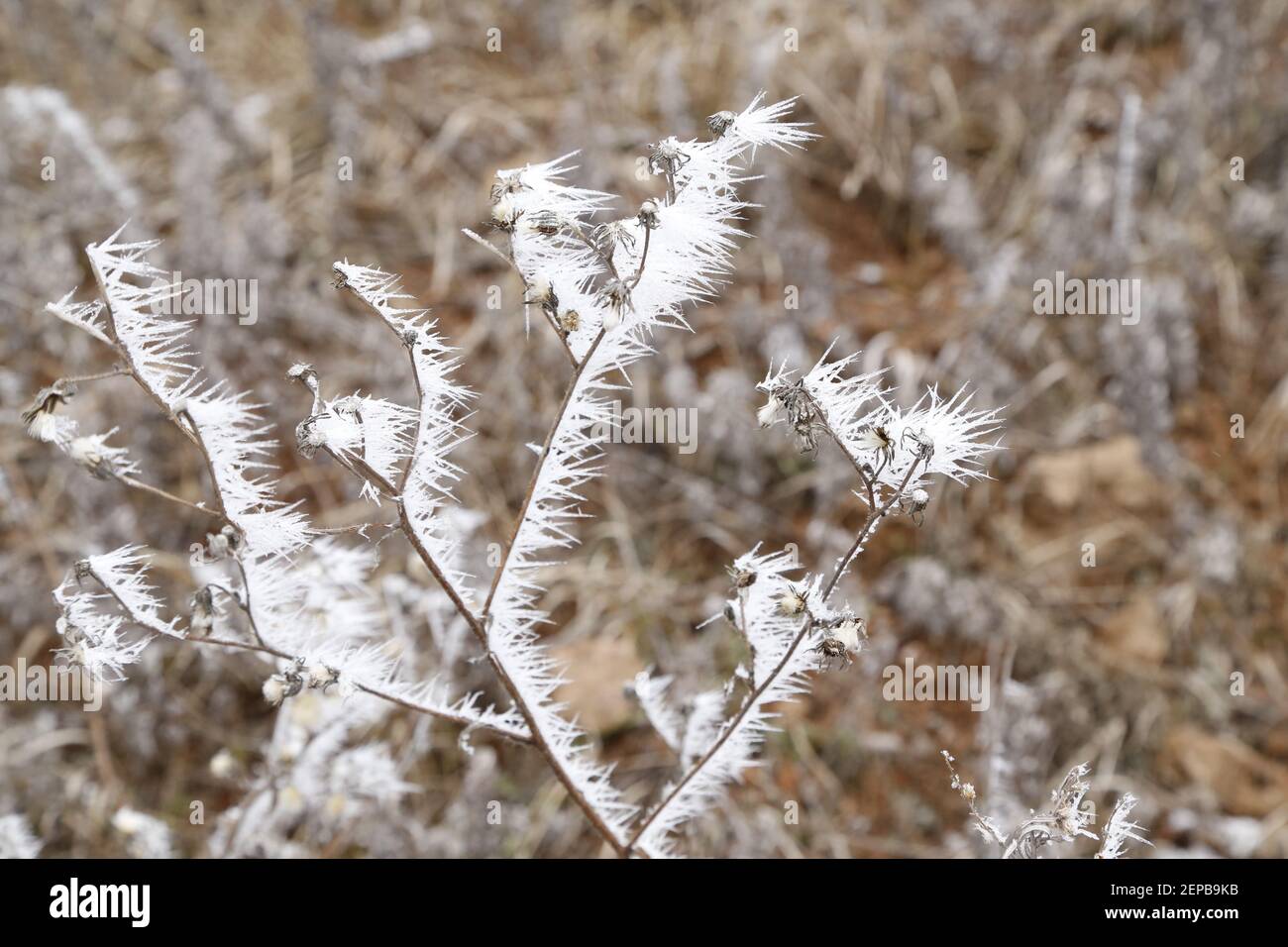 Ningxia,CHINA-On November 26, 2019, rime landscape appeared on Liupan ...