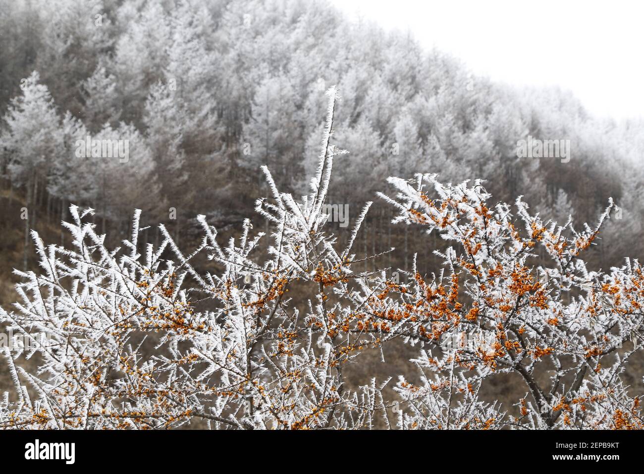 Ningxia,CHINA-On November 26, 2019, rime landscape appeared on Liupan ...