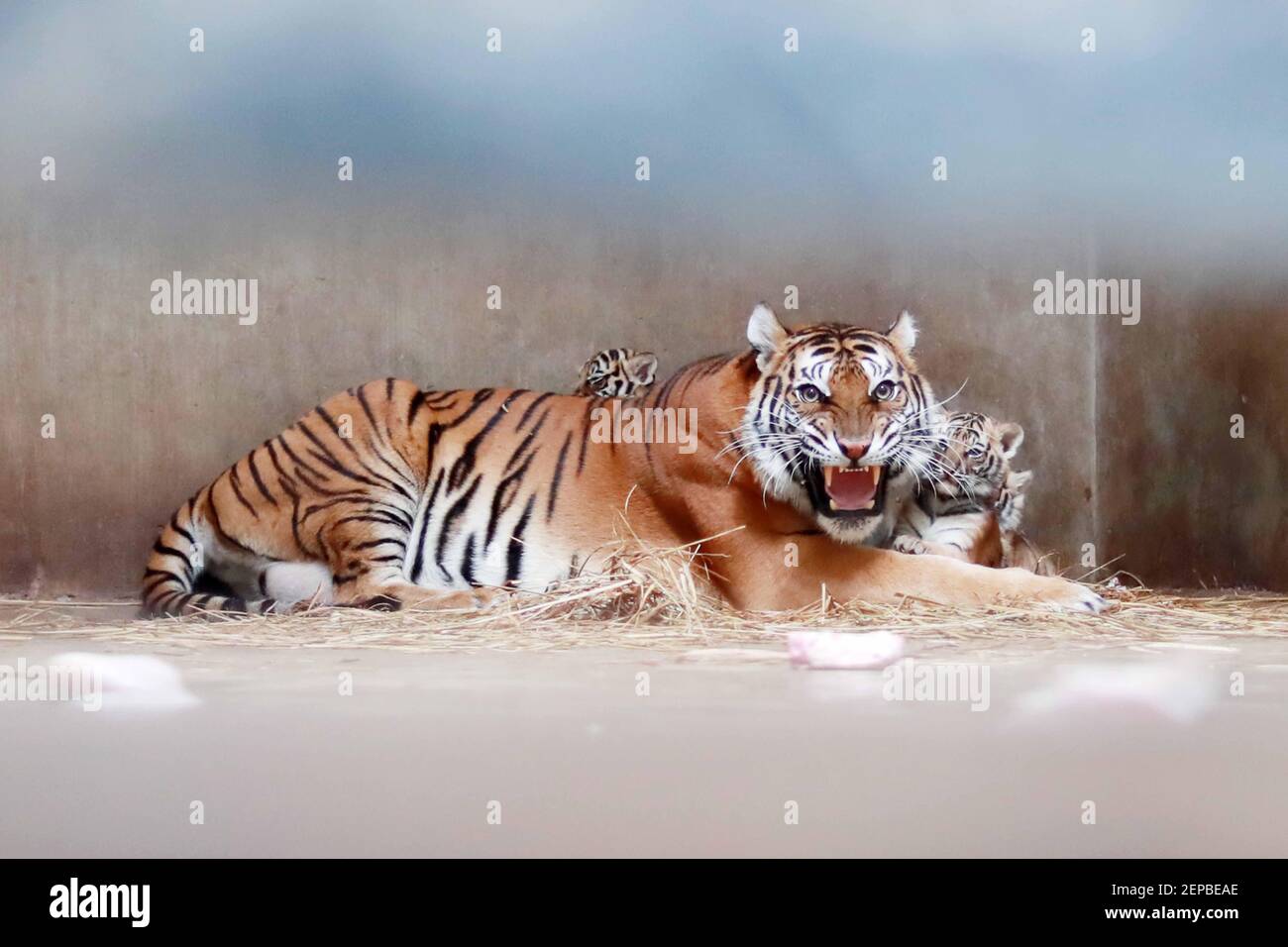 The Bengal tiger Nan Nan and her four baby tigers lay in the Shanghai ...