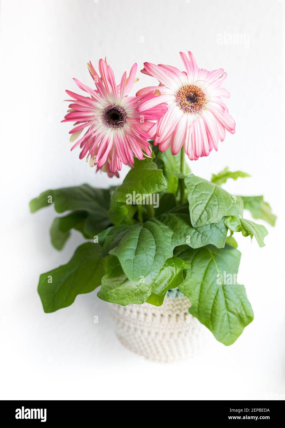 Double Gerbera High Resolution Stock Photography and Images - Alamy