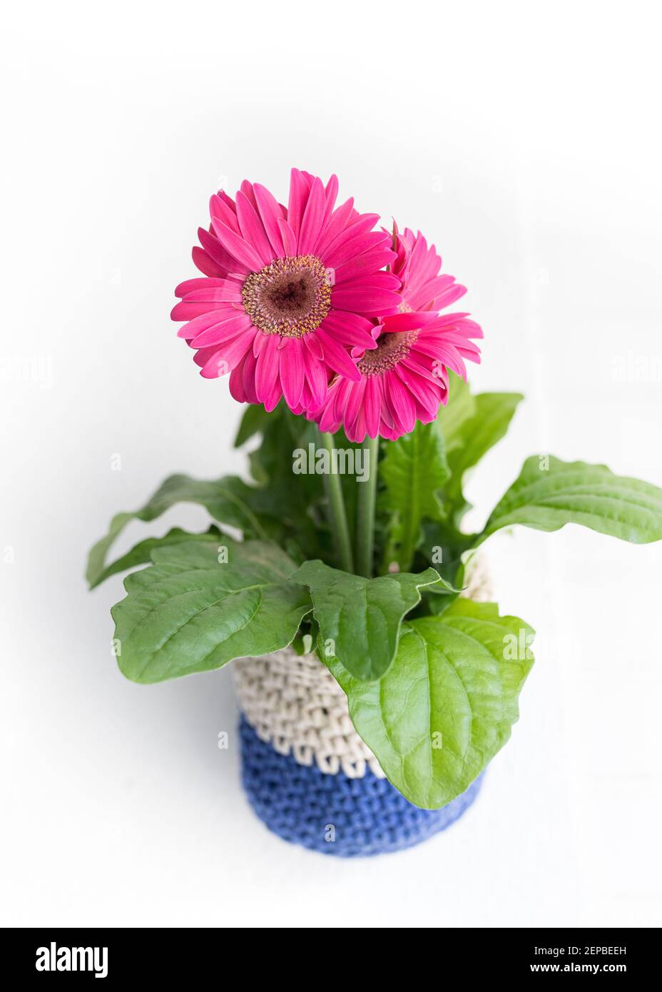 Double daisy Cut Out Stock Images & Pictures - Alamy