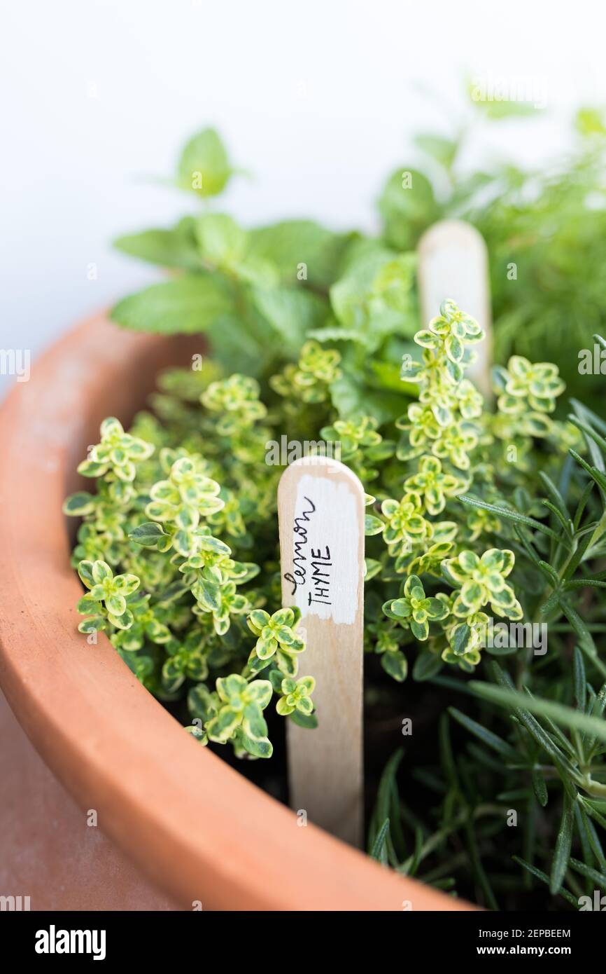 Clay pot for medicine hi-res stock photography and images - Alamy