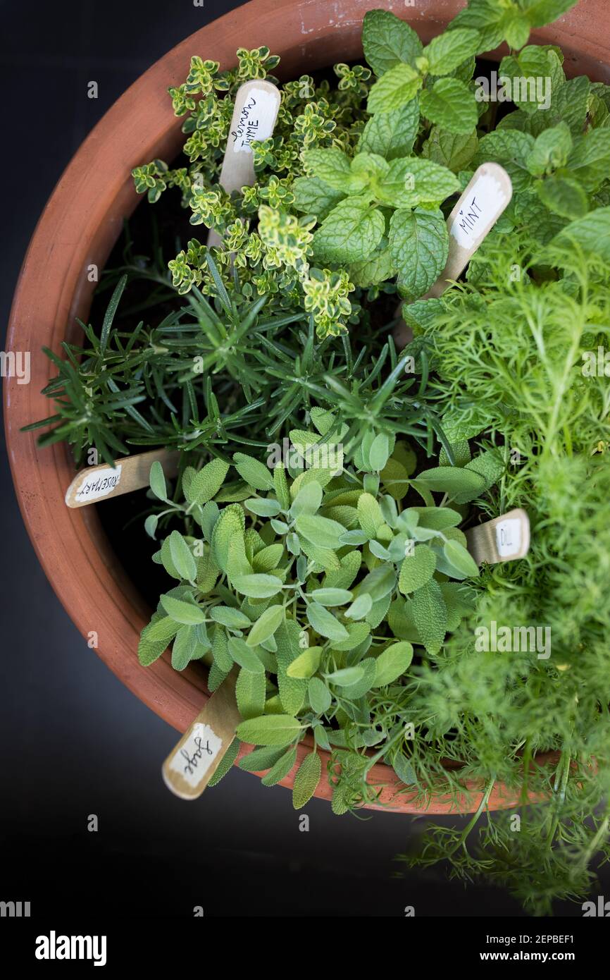 Overhead view of a clay pot with different aromatic plants inside ...