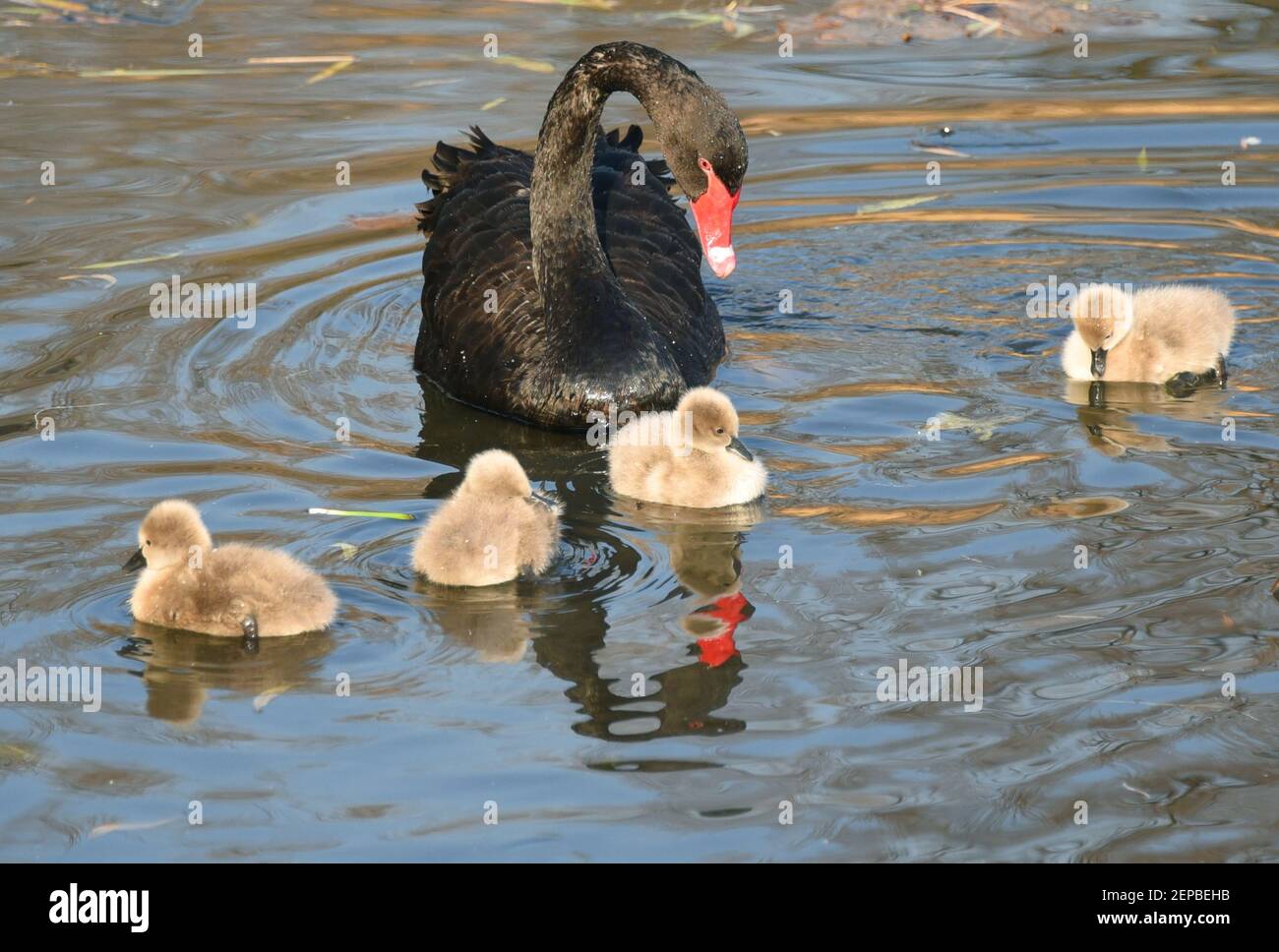 What Color Are Swans When They Are Born
