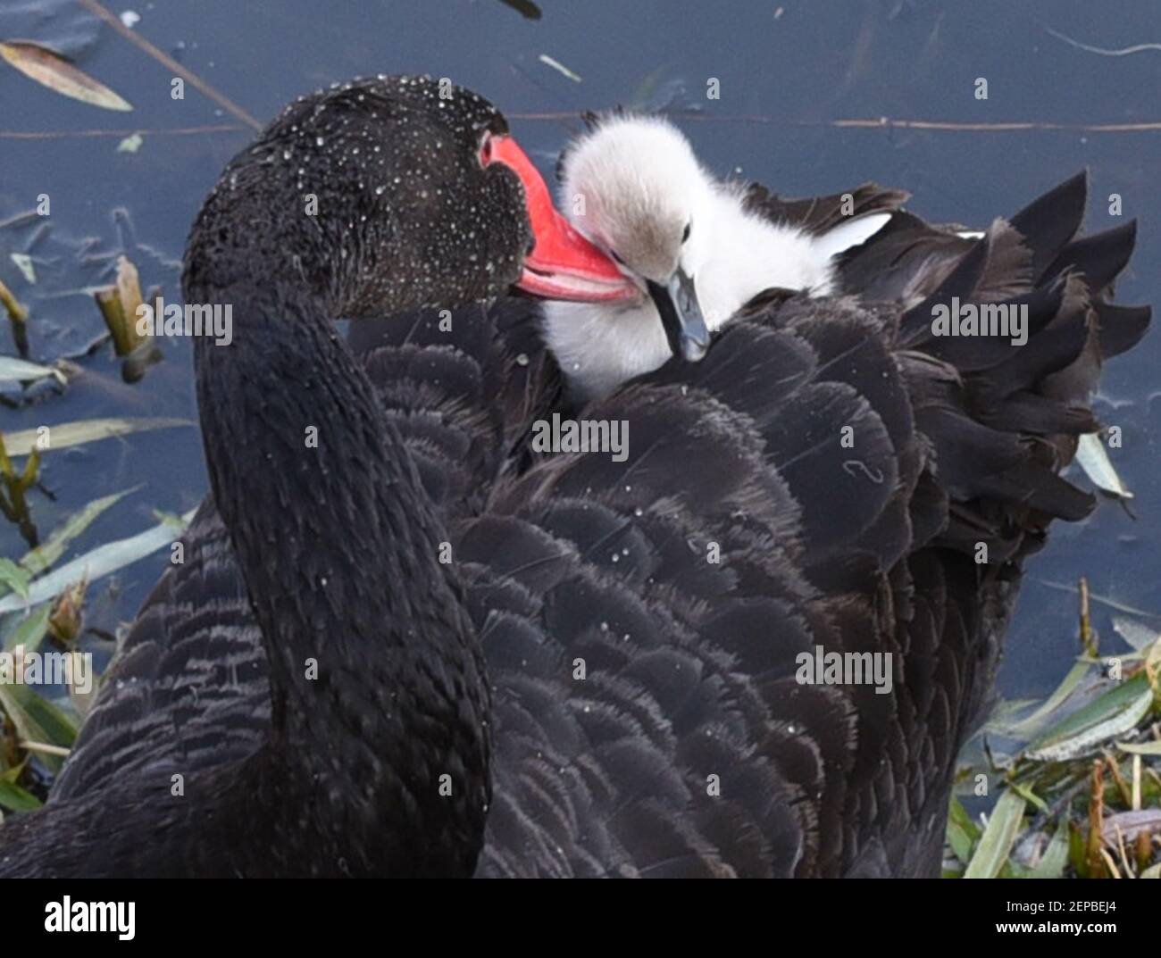 Beijing,CHINA- Five newly born black swan babies are accompanied by ...