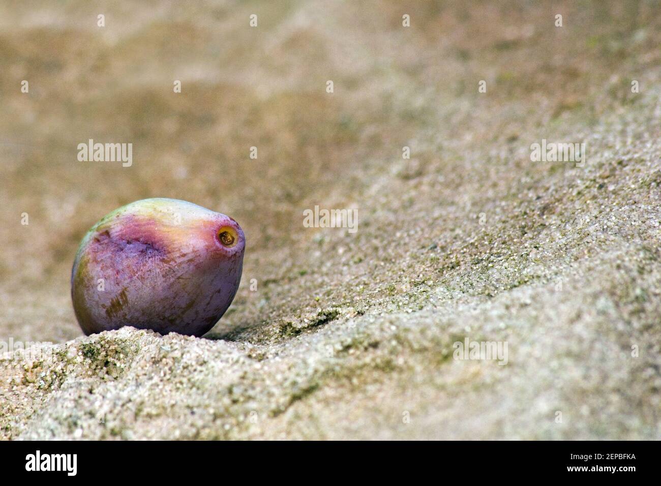 Plum design hi-res stock photography and images - Alamy