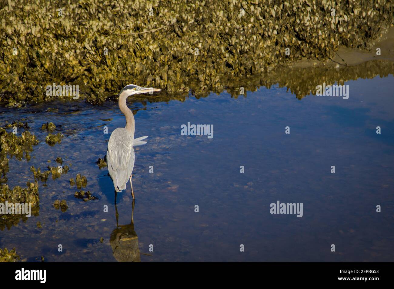 Coastal marsh birds hi-res stock photography and images - Alamy