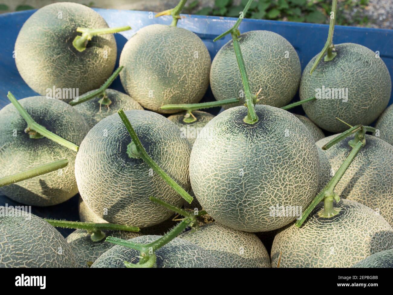 Fresh melon grown in greenhouses insect protection / melon farm fresh ...