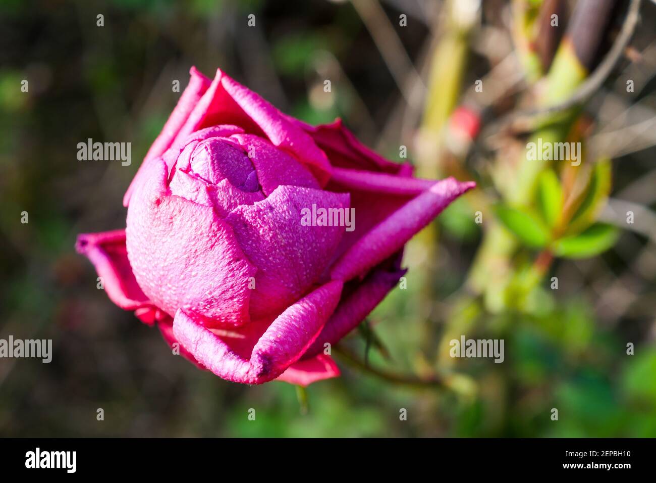 Early rosebud hi-res stock photography and images - Alamy