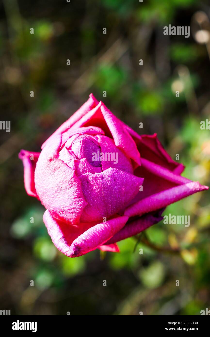 Early rosebud hi-res stock photography and images - Alamy