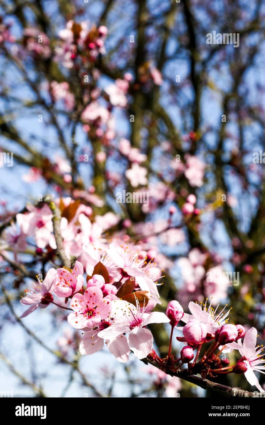 Flowering Japanese cherry tree, France Stock Photo - Alamy