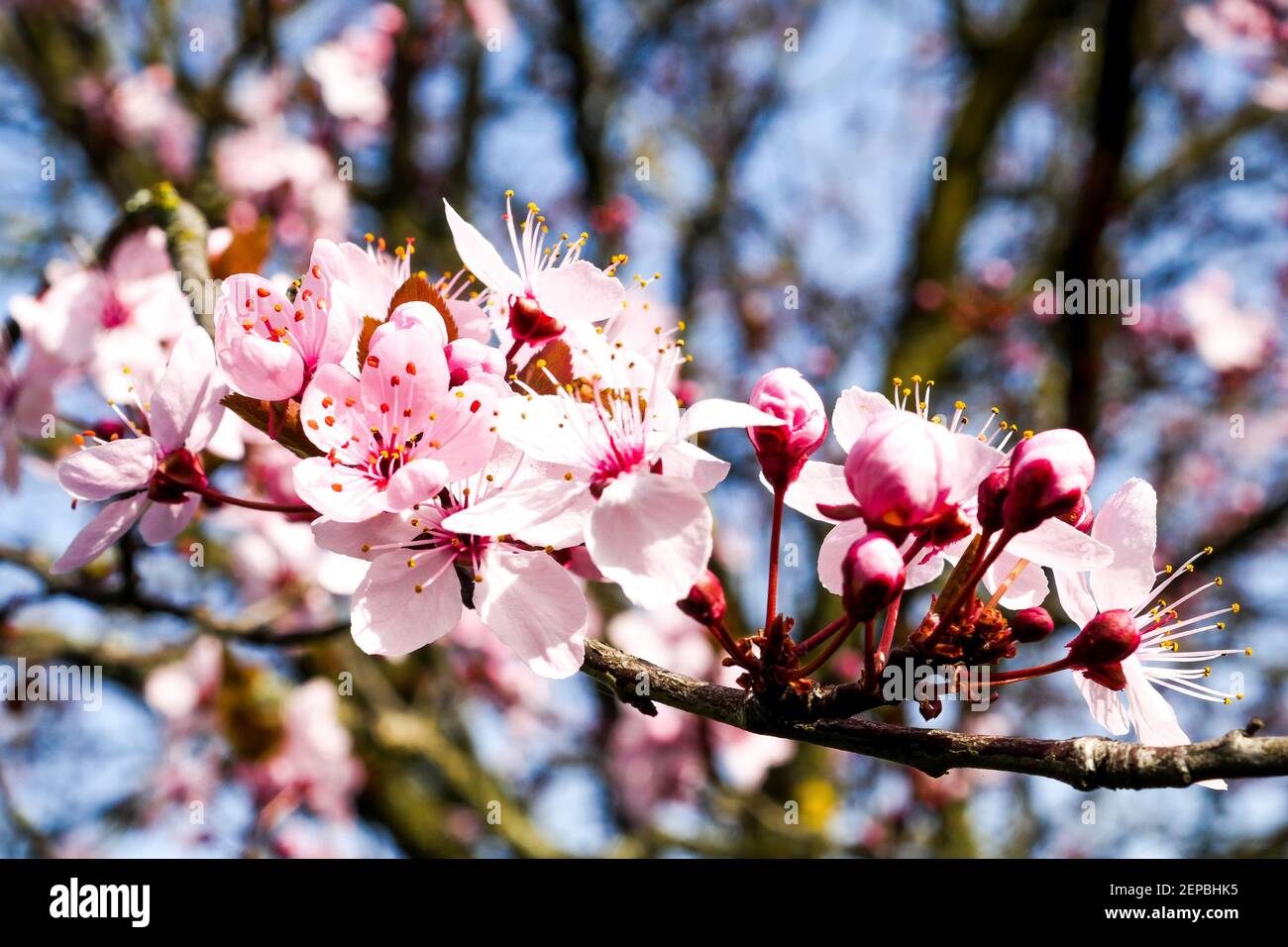 Flowering Japanese cherry tree, France Stock Photo - Alamy