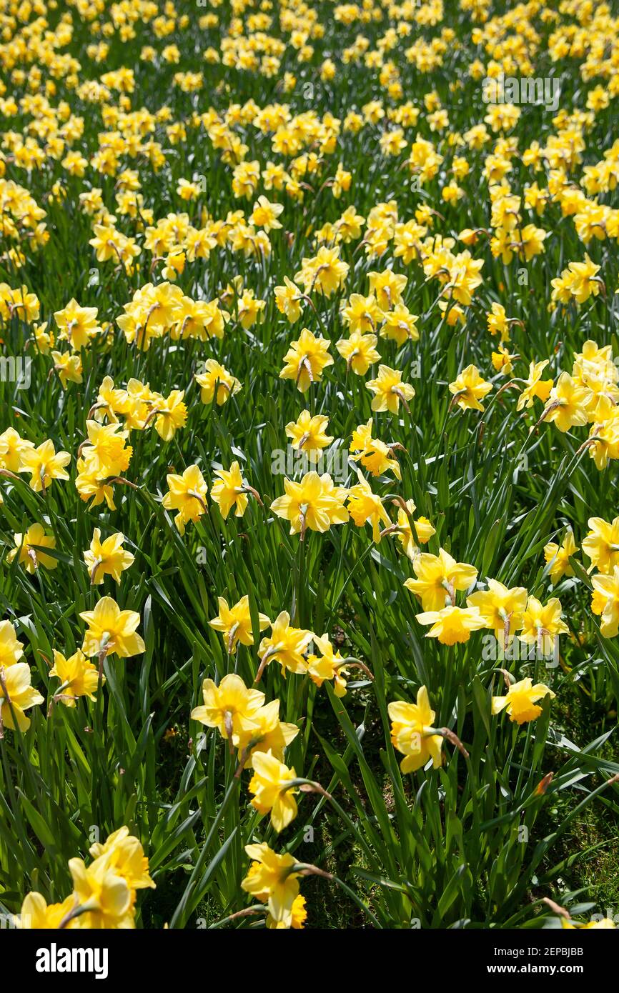 Yellow daffodils over head in a large field. Spring flowers often used ...