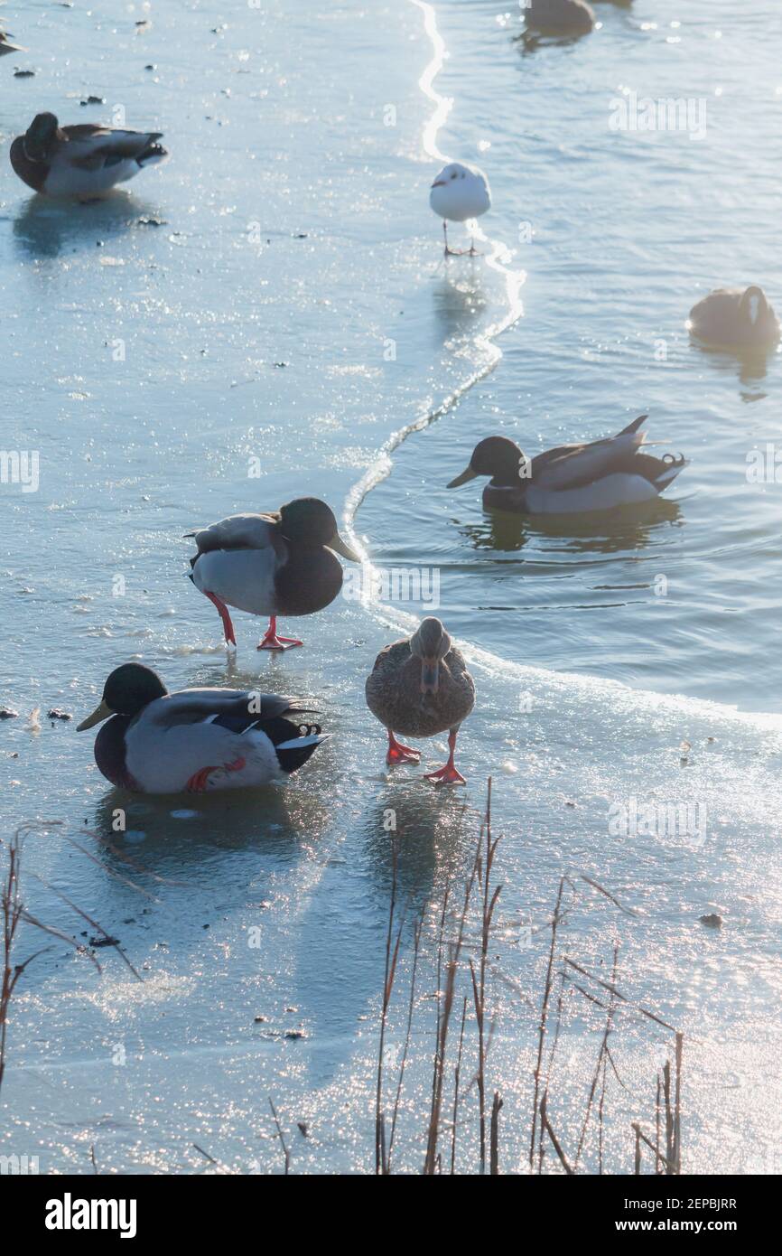 Ice flock hi-res stock photography and images - Alamy