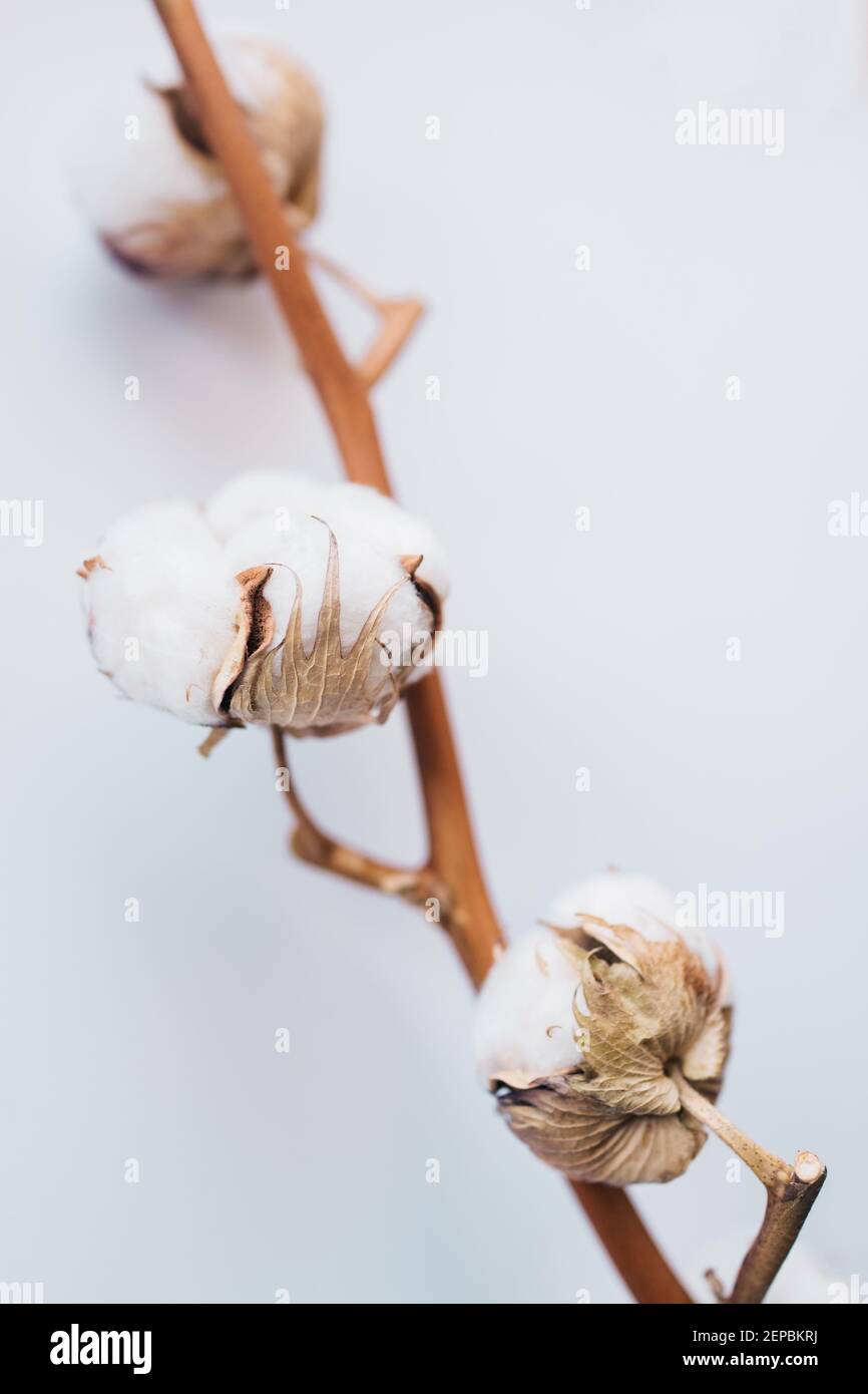 Cotton branch on white background Stock Photo - Alamy