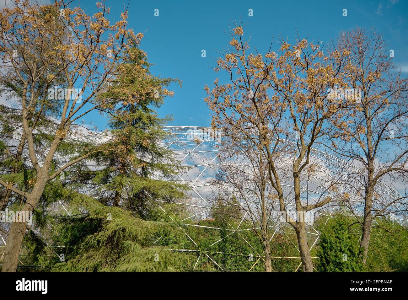 inside big cage in zoo. dried tree, plant with magnificent blue sky and ...