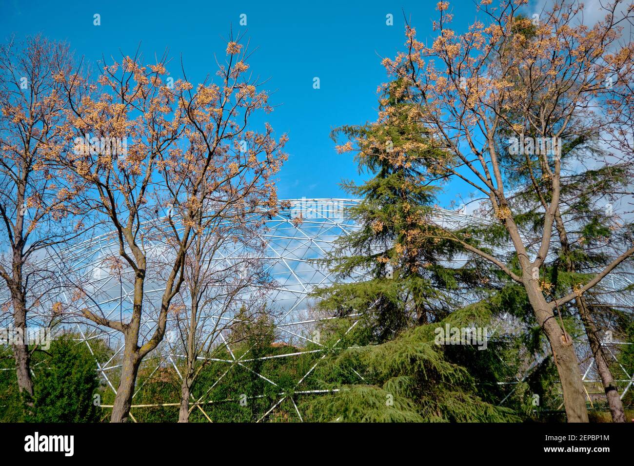 inside big cage in zoo. dried tree, plant with magnificent blue sky and ...