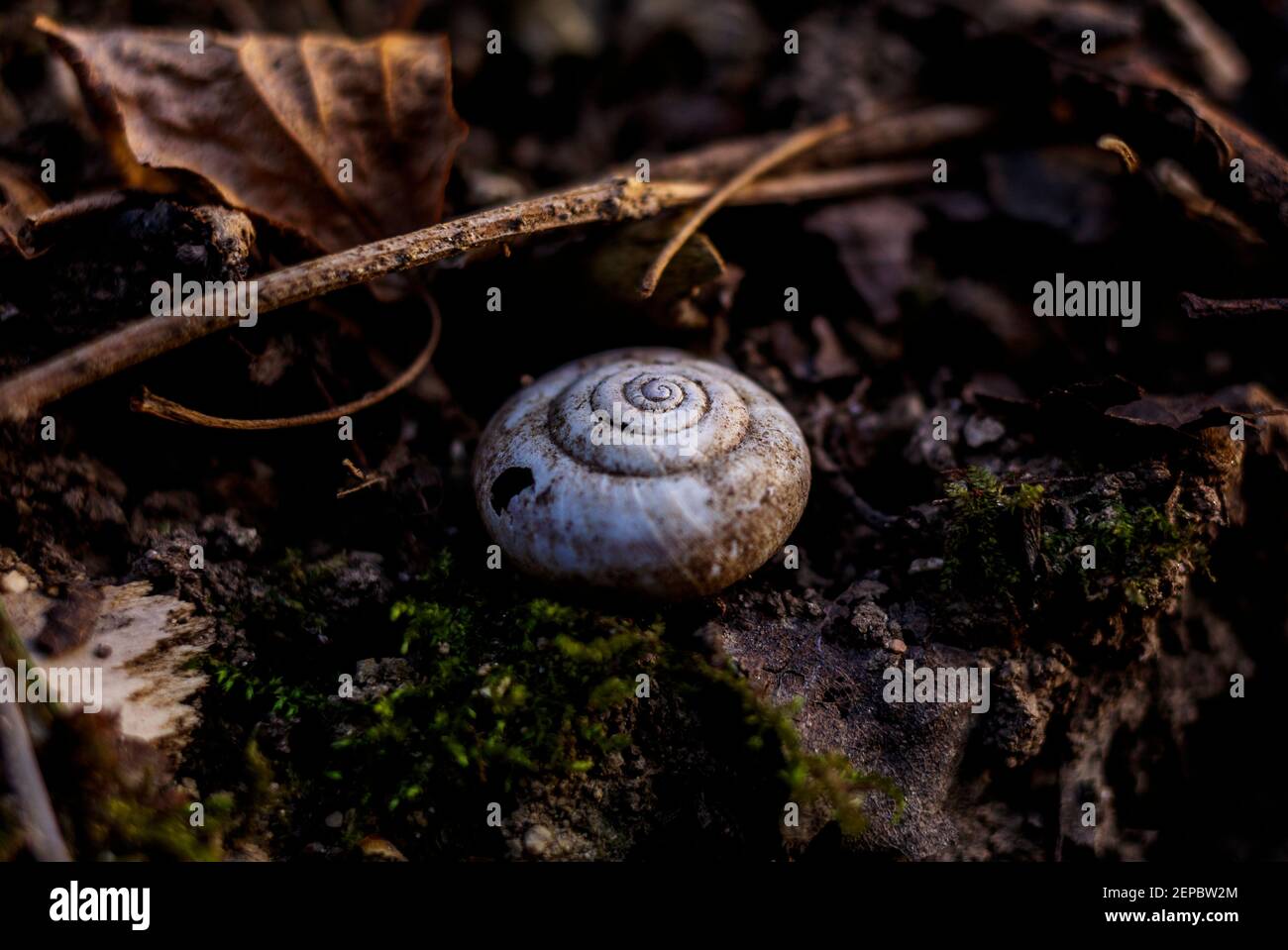 Snail shell in a wood Stock Photo - Alamy