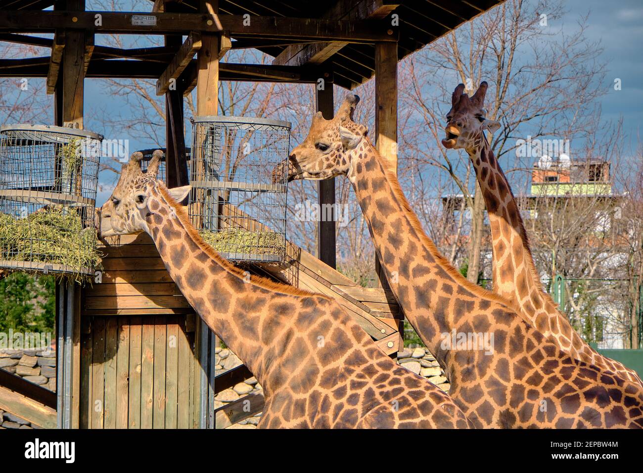 Three pieces and groups of giraffes and the wooden platform where they ...
