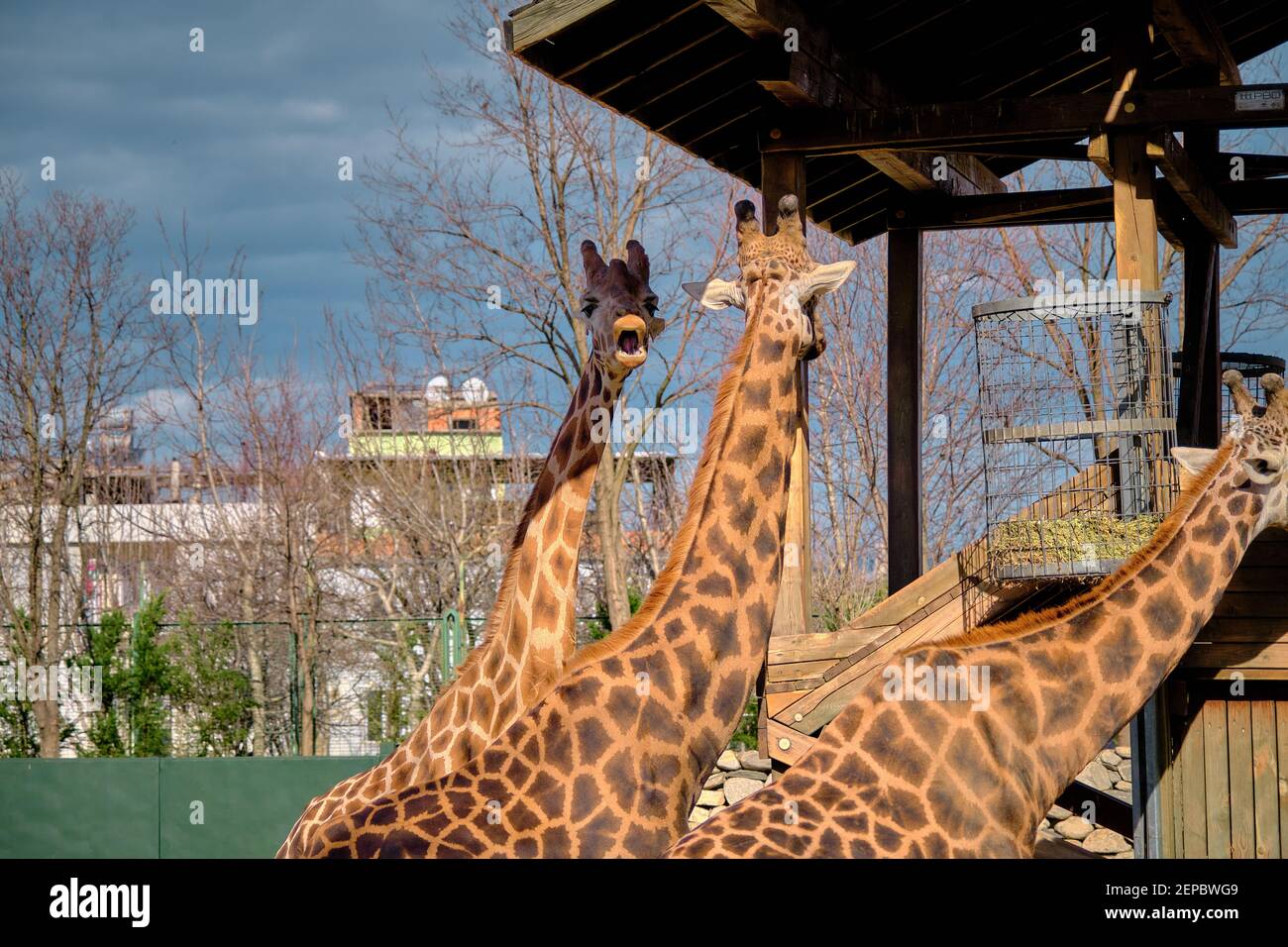 Three pieces and groups of giraffes and the wooden platform where they ...