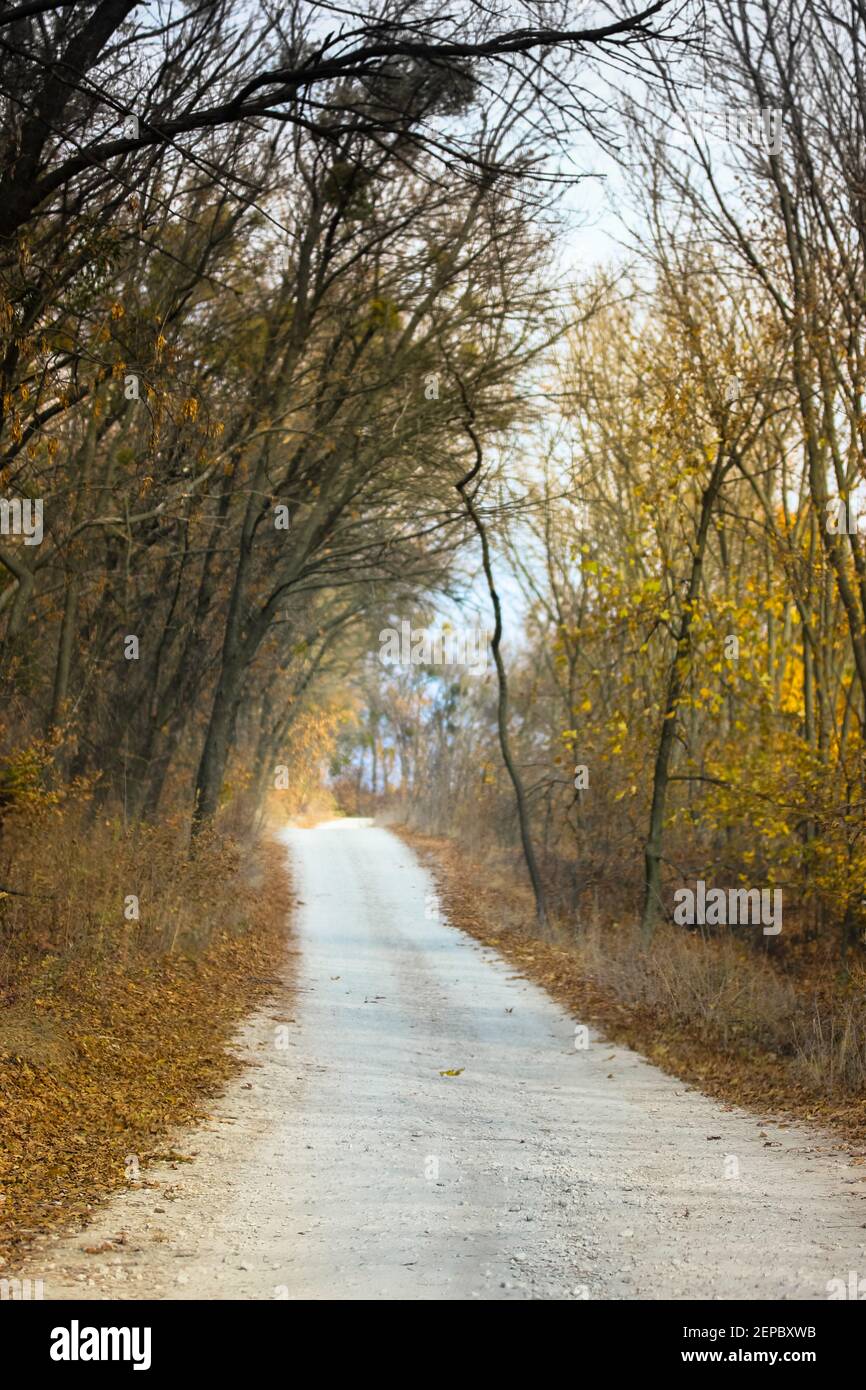 A winding path in the forest going far away, autumn landscape Stock ...