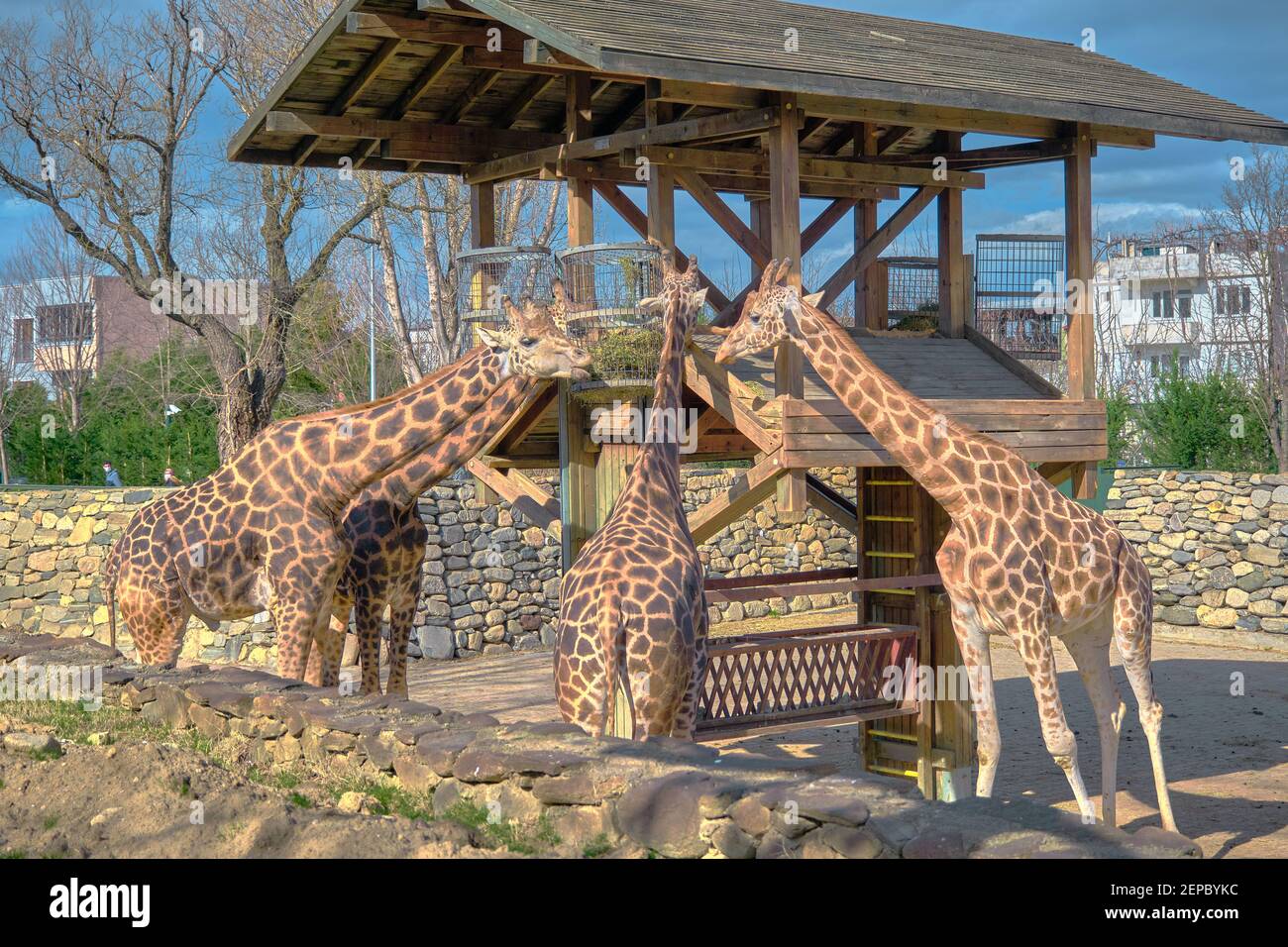 Three pieces and groups of giraffes and the wooden platform where they ...